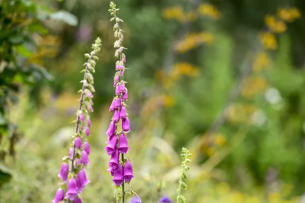 Foxgloves Stock Photos, Royalty Free Foxgloves Images | Depositphotos