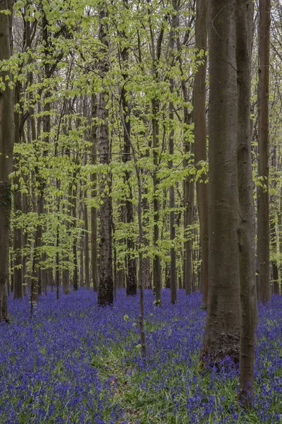 Bluebell trees Stock Photos, Royalty Free Bluebell trees Images ...