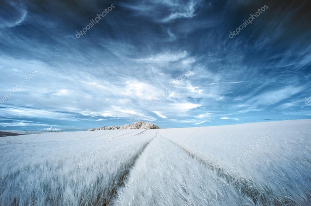 Stunning surreal false color infrared Summer landscape over agri ...
