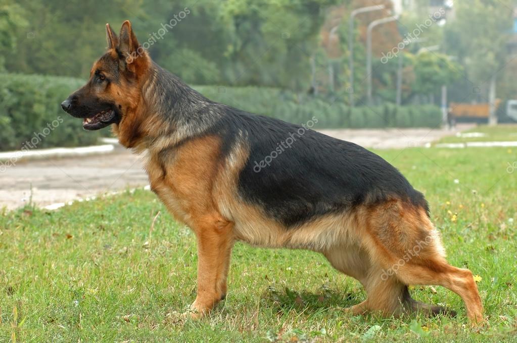 German shepherd outdoor portrait — Stock Photo © grase #105396572