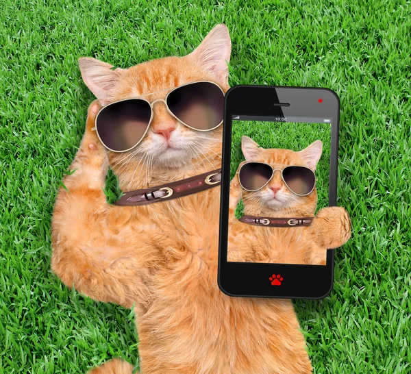 Cat selfie Stock Photos, Royalty Free Cat selfie Images | Depositphotos