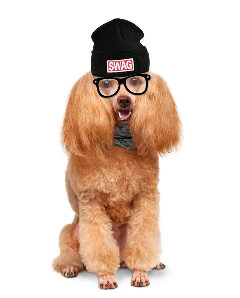 Rapero perro fotos de stock, imágenes de Rapero perro sin royalties ...