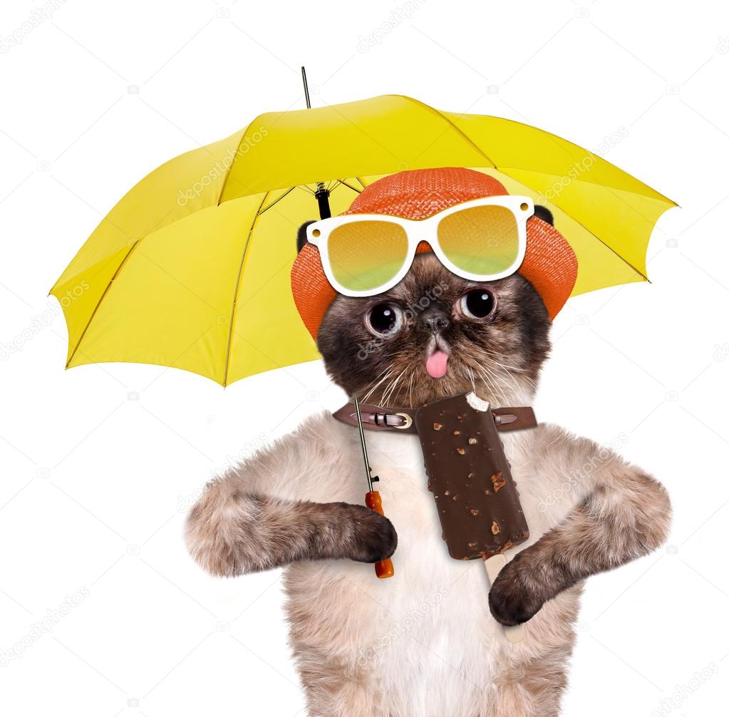 Cat eat ice cream. Stock Photo by ©RasulovS 72247315