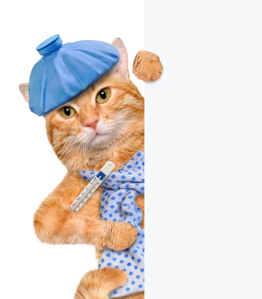 Sick cat. Stock Photo by ©RasulovS 46614139