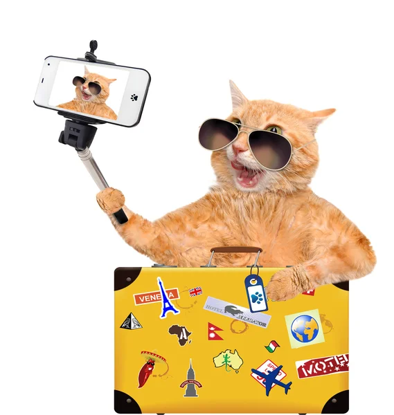Cat taking a selfie with a smartphone. — Stock Photo © RasulovS #57982611