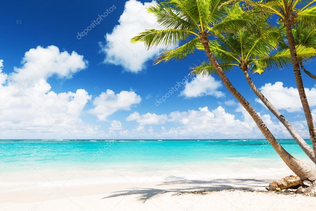 Sandy Beaches With Palm Trees