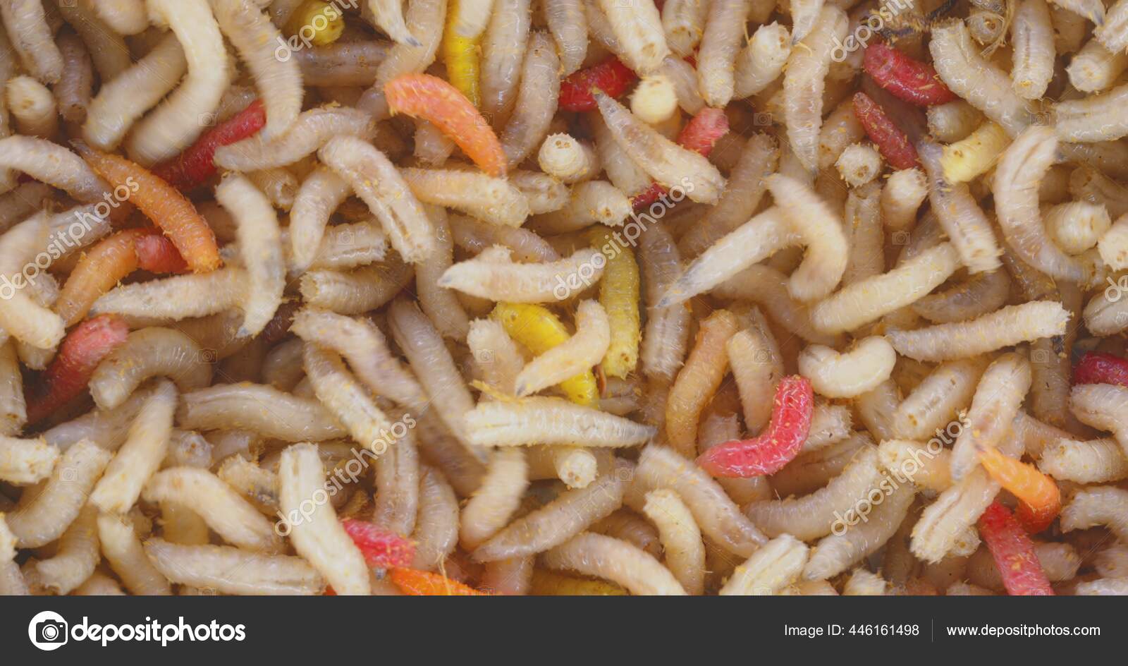 Lots Worms Crawling Background Texture Close Footage Stock Photo by ...