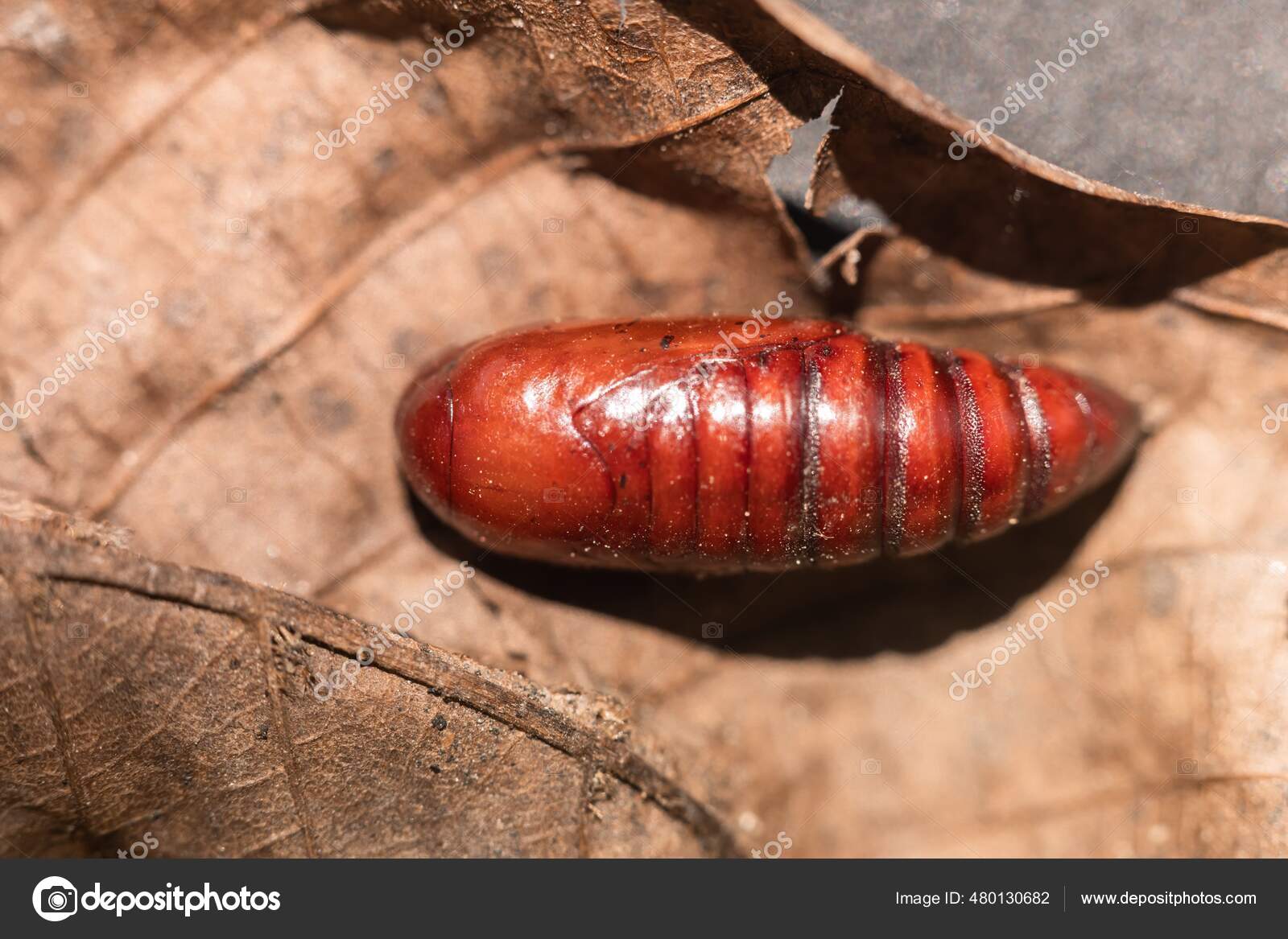 Cockroach Pupa