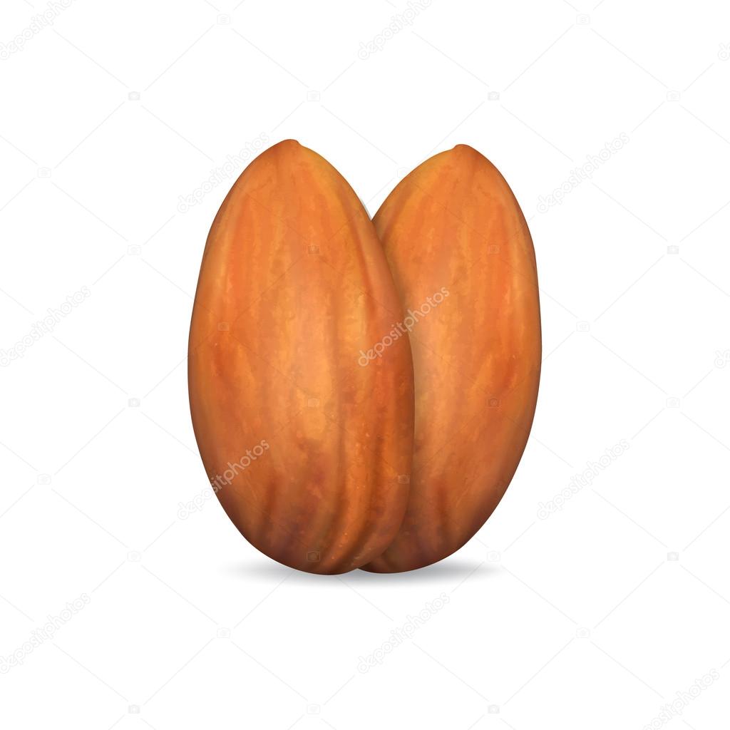 Two Almonds — Stock Vector © Ecrow 74089519