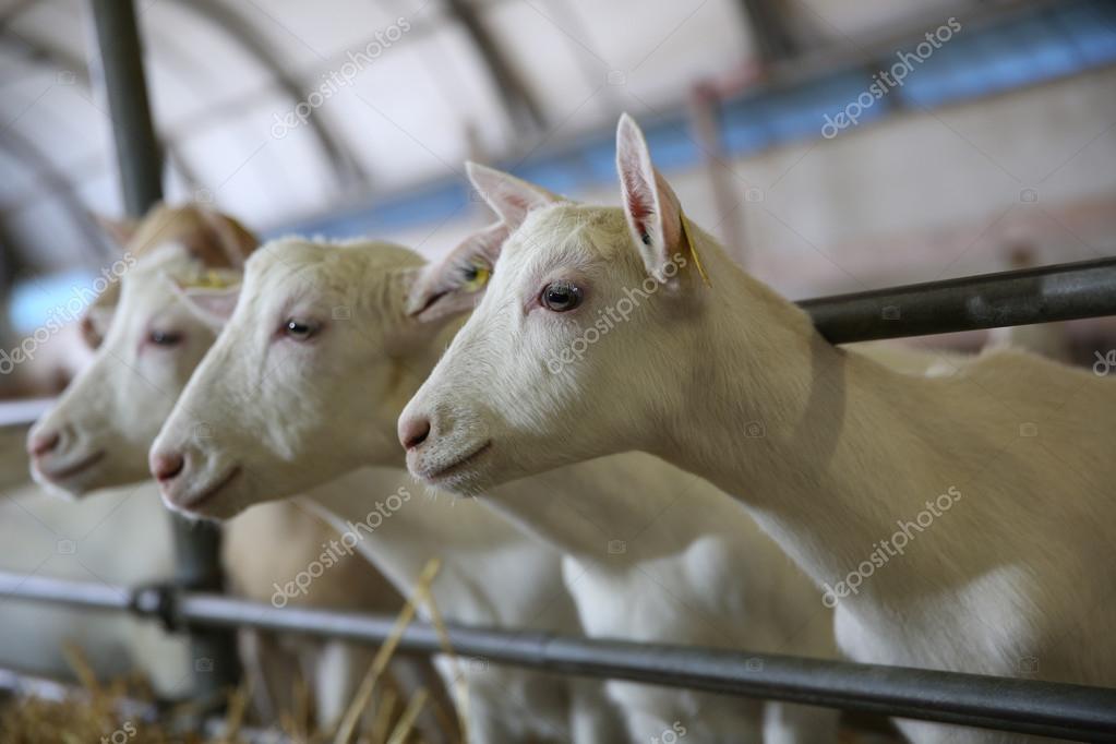 Goats inside barn — Stock Photo © Goodluz #53290493