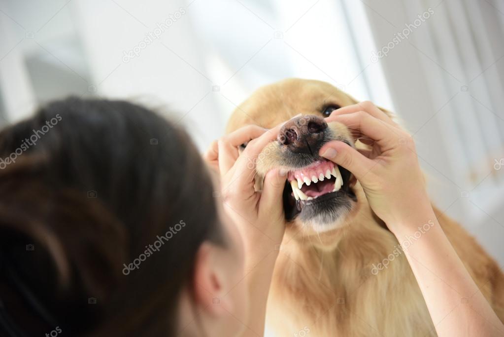 Veterinarian checking dog's teeth — Stock Photo © Goodluz #99745728