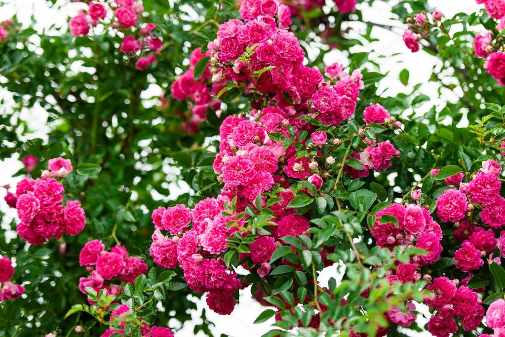 Rózsa bokor virágos háttérként részlete — Stock Fotó © Draw05 #80393480