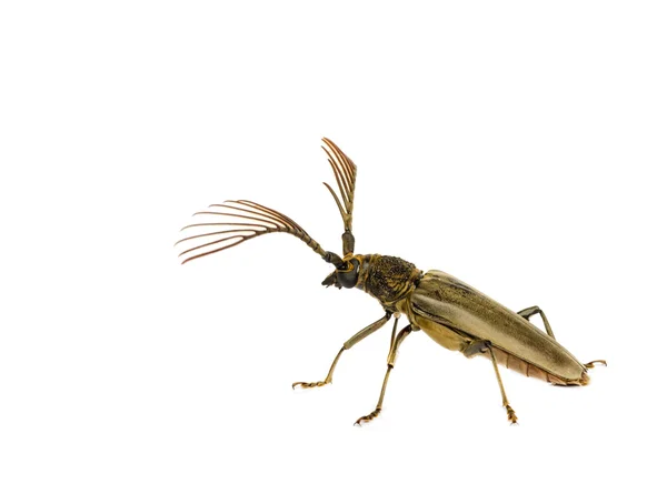 Myledaphus Stock Photos, Royalty Free Myledaphus Images | Depositphotos