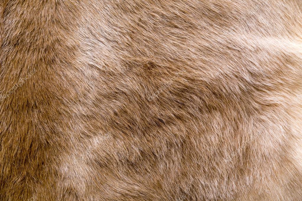 Cow Fur Texture