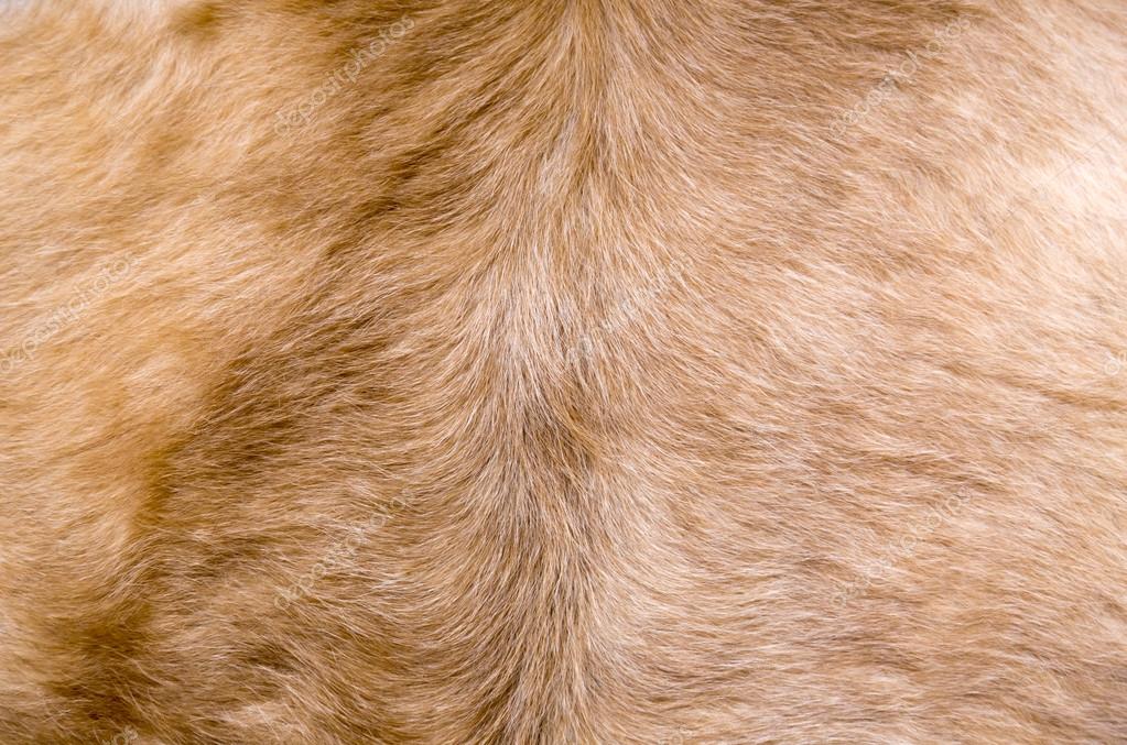 Cow Fur Texture