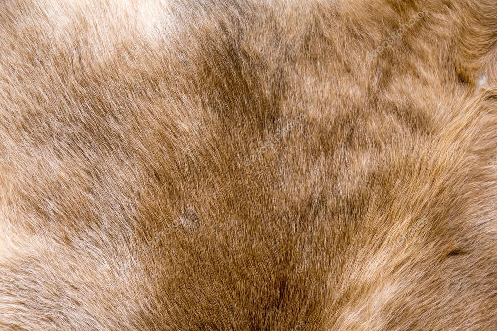 Cow Fur Texture