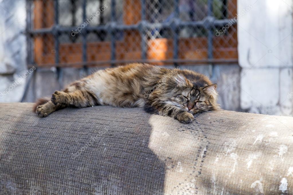 Cute and fluffy homeless cat resting on a wall Stock Photo by ...