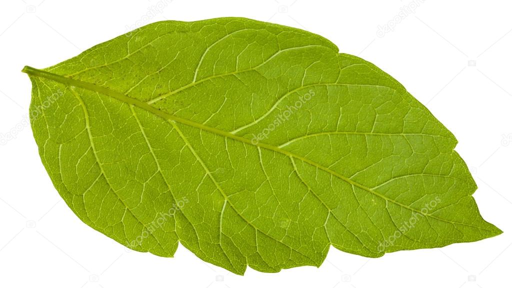 Back side of green leaf of Acer negundo tree Stock Photo by ©vvoennyy ...