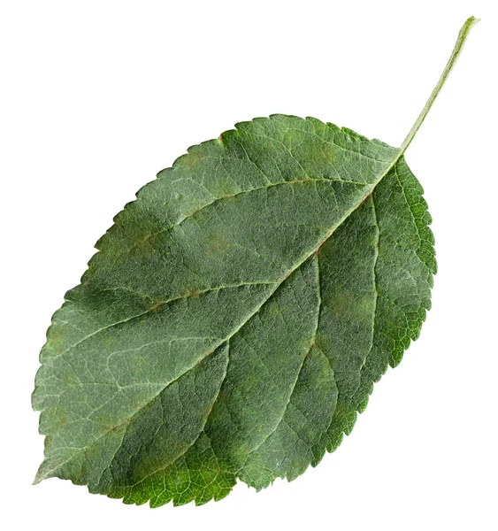 Green leaf of apple tree — Stock Photo © vvoennyy #30057617