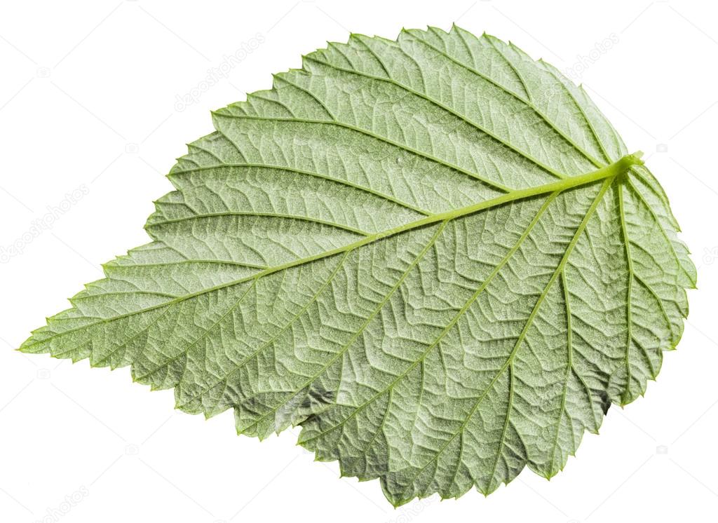 Rubus Idaeus Leaf