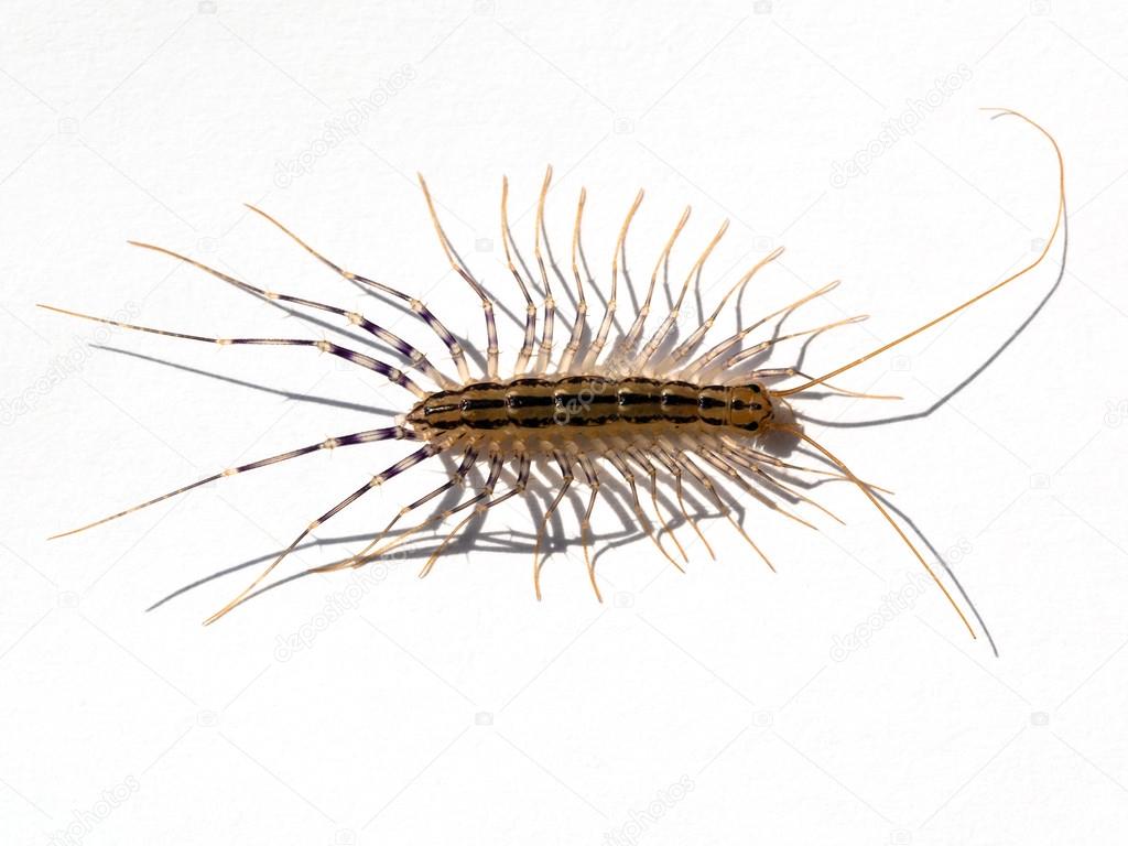 Milles Pattes Maison | Ventana Blog