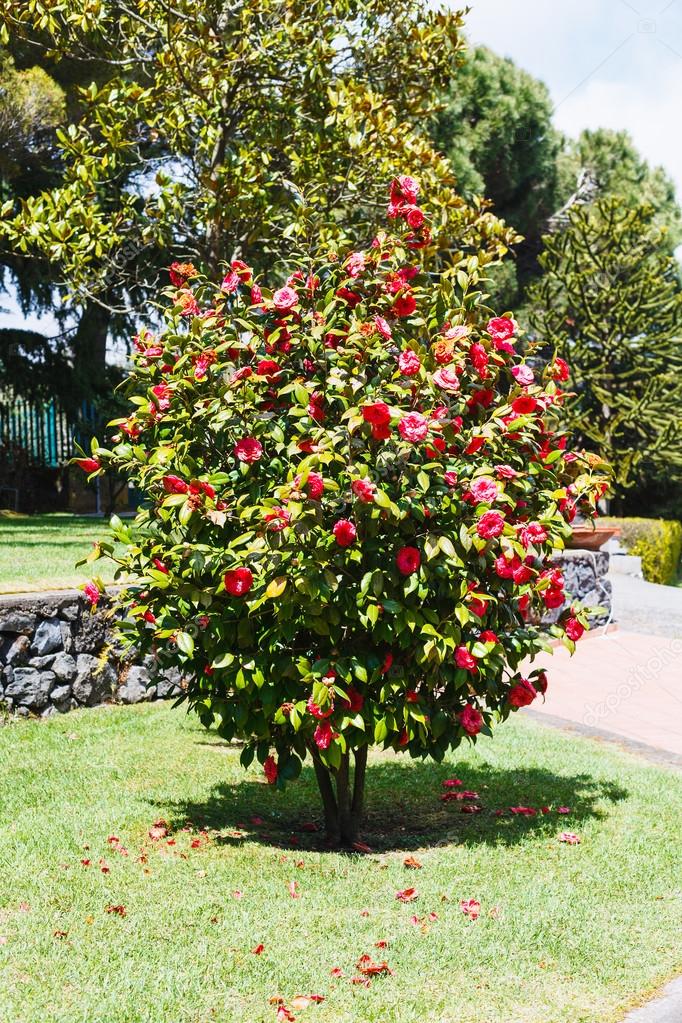 Camellia Bush