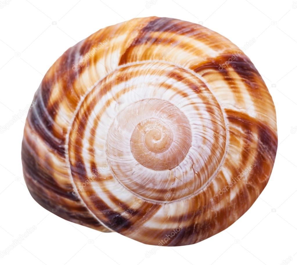 Spiral mollusk shell of land snail close up — Stock Photo © vvoennyy ...