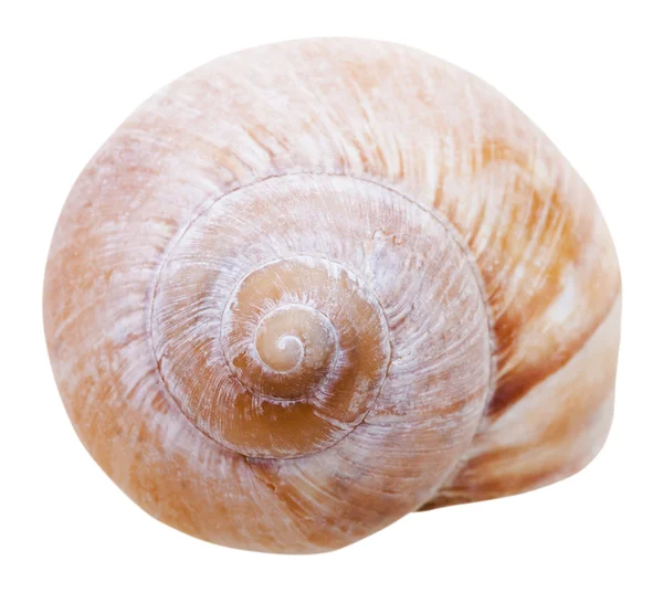 Spiral mollusk shell of land snail close up — Stock Photo © vvoennyy ...