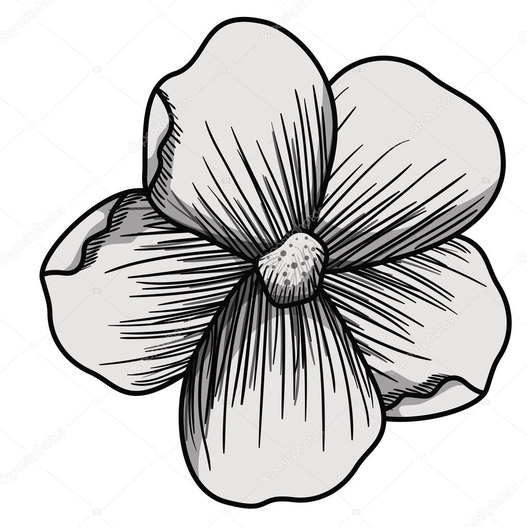 Hermosa flor dibujo aislado vector, gráfico vectorial © grgroupstock ...