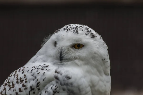 Species of snowy owl Stock Photos, Royalty Free Species of snowy owl ...