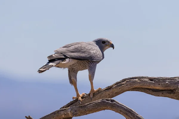 El halcón gris fotos de stock, imágenes de El halcón gris sin royalties ...