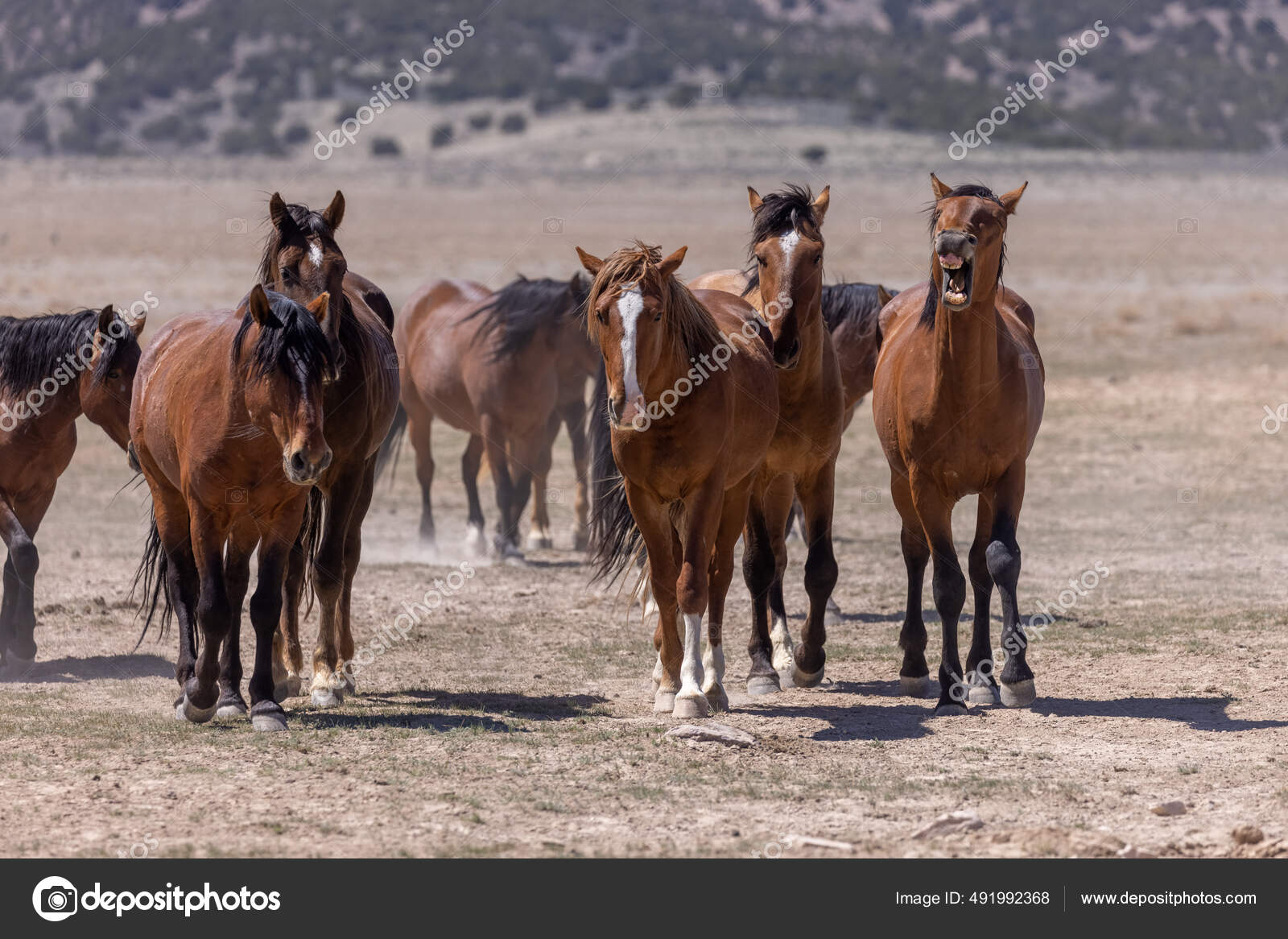 Wild Horses Spring Utah Desert — Stock Photo © twildlife #491992368
