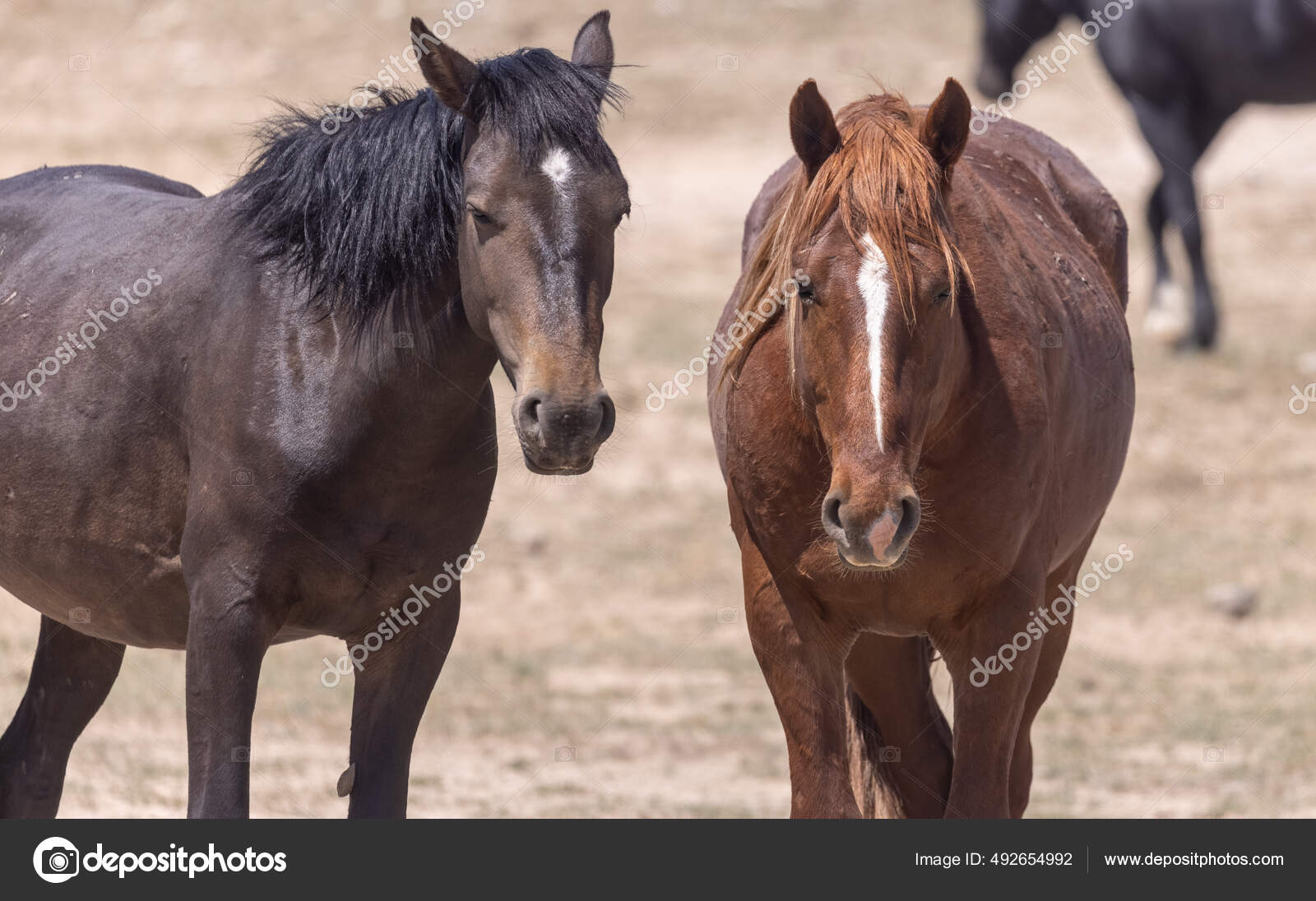 Herd Wild Horses Spring Utah Desert — Stock Photo © twildlife #492654992