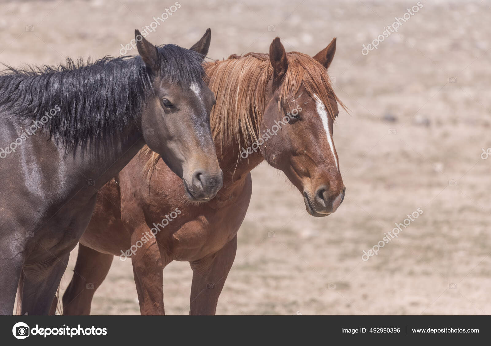 Wild Horses Spring Utah Desert — Stock Photo © twildlife #492990396