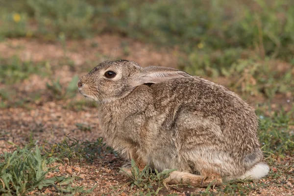 Black tailed jackrabbit Stock Photos, Royalty Free Black tailed ...
