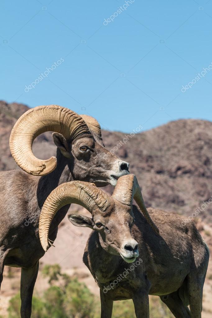 Rams Fighting
