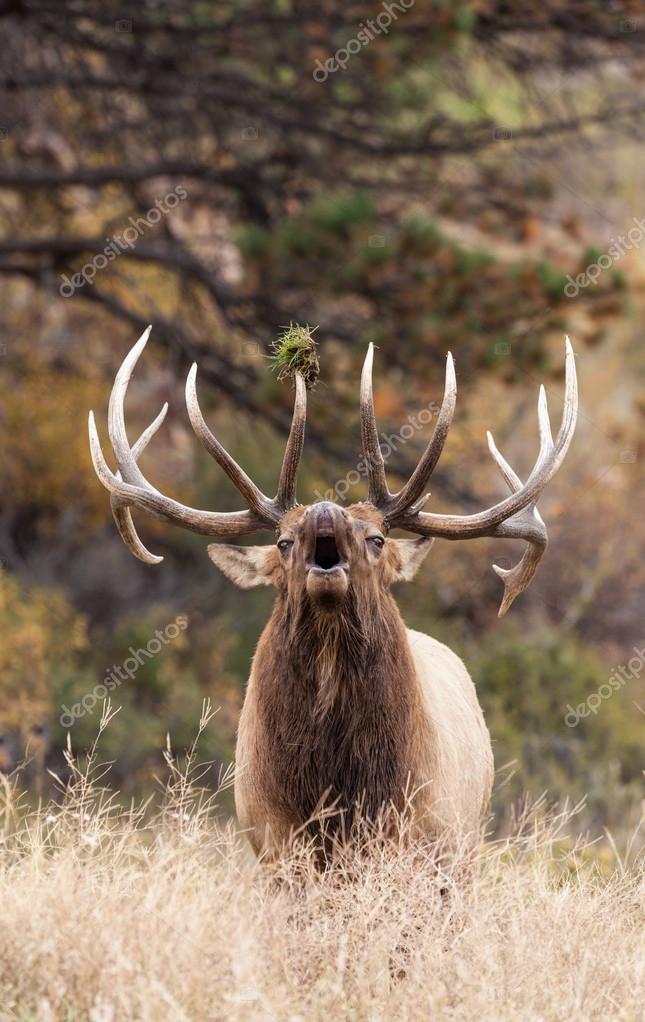 Huge Bull Elk Bugling