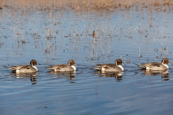 Northern pintails Stock Photos, Royalty Free Northern pintails Images ...