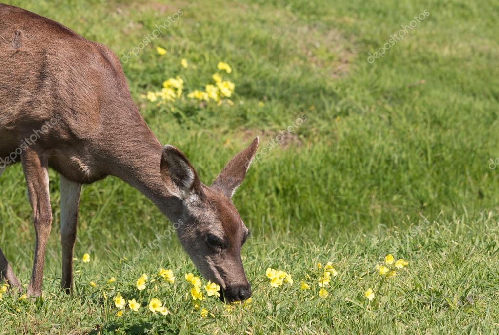 Blacktail Deer Doe Stock Photo by ©twildlife 82505866
