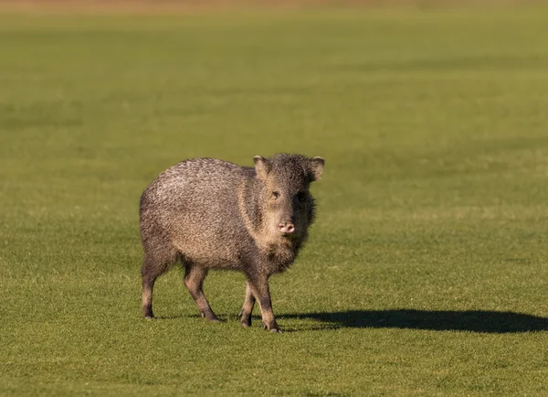 Javelina arizona Pictures, Javelina arizona Stock Photos & Images ...