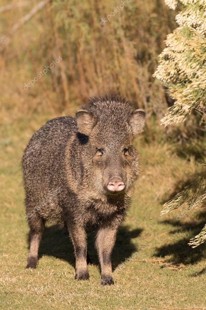 Javelina in Arizona Stock Photo by ©twildlife 89409056