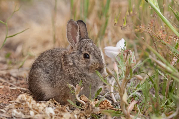 Black tailed jackrabbit Stock Photos, Royalty Free Black tailed ...