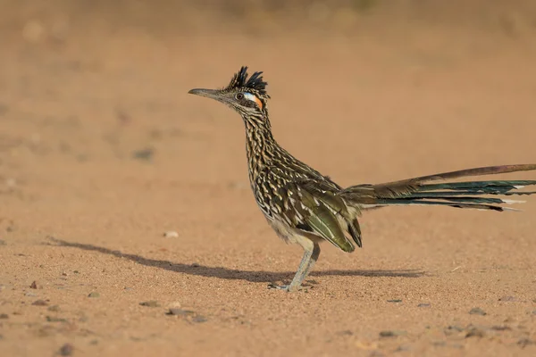 Roadrunner Stock Photos, Royalty Free Roadrunner Images | Depositphotos