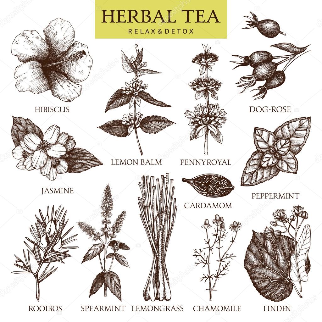 Herbal tea ingredients ⬇ Vector Image by © geraria | Vector Stock 101135370