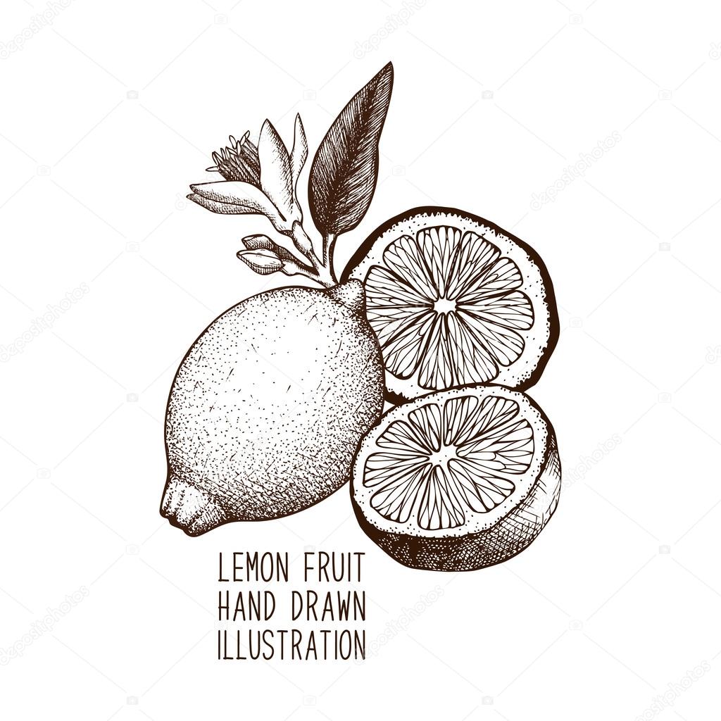 Hand drawn lemons Stock Vector Image by ©geraria #101136116