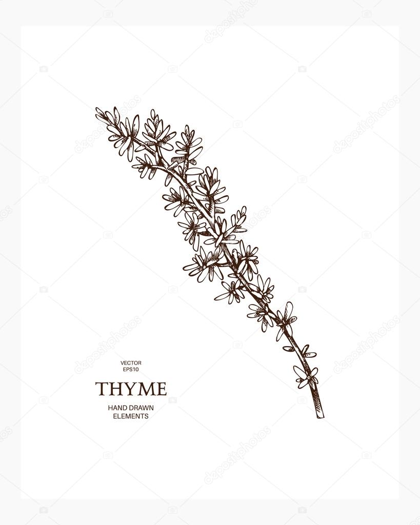 Thyme Drawing