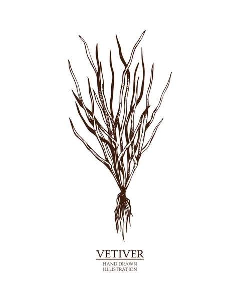 Ветивер Vector Art Stock Images | Depositphotos