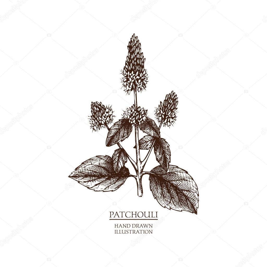 Hand drawn patchouli Stock Vector by ©geraria 111730784