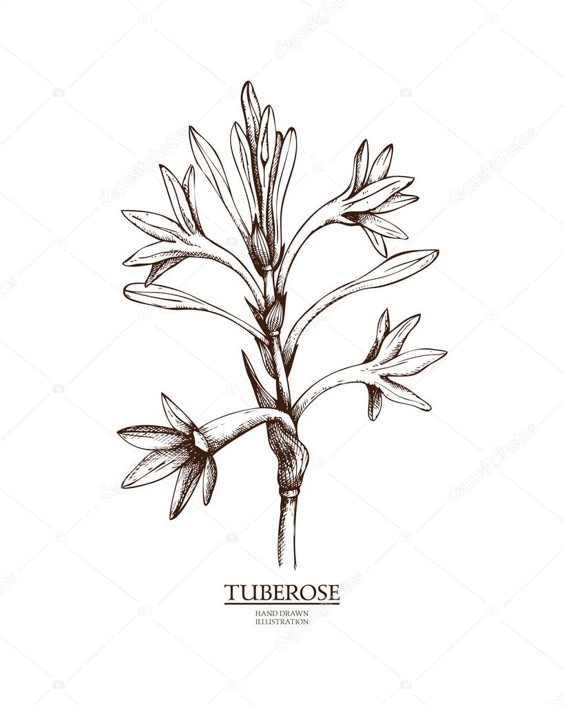 Hand drawn tuberose Stock Vector Image by ©geraria #111730958