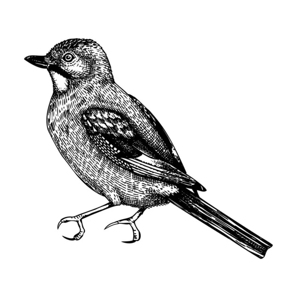 Vector Collection Hand Drawn Birds Illustrations Engraved Style ...